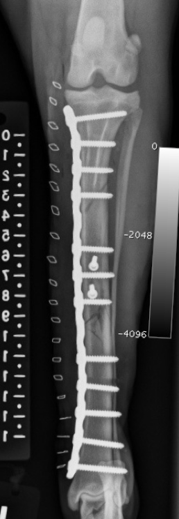 Orthopedic Trauma & Minimally Invasive Fracture Repair - Arizona Canine Orthopedics & Sports ...